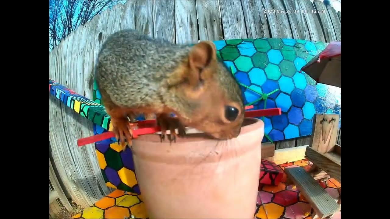 11 24 23 squirrels moving day bhwfa - YouTube