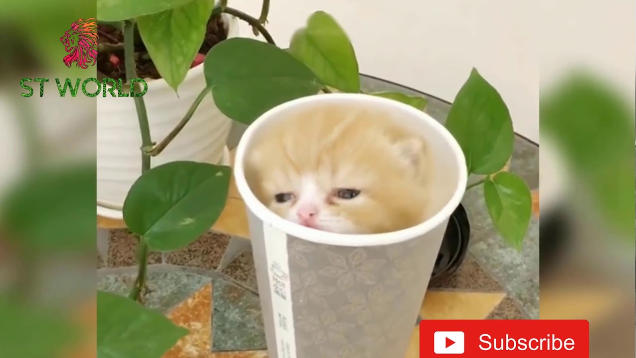Baby Cats - Cute And Funny Cat Videos Compilation #03-2020 - YouTube