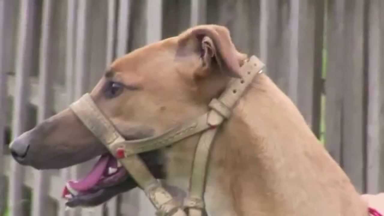 Carrera de Perros Galgos en España - YouTube