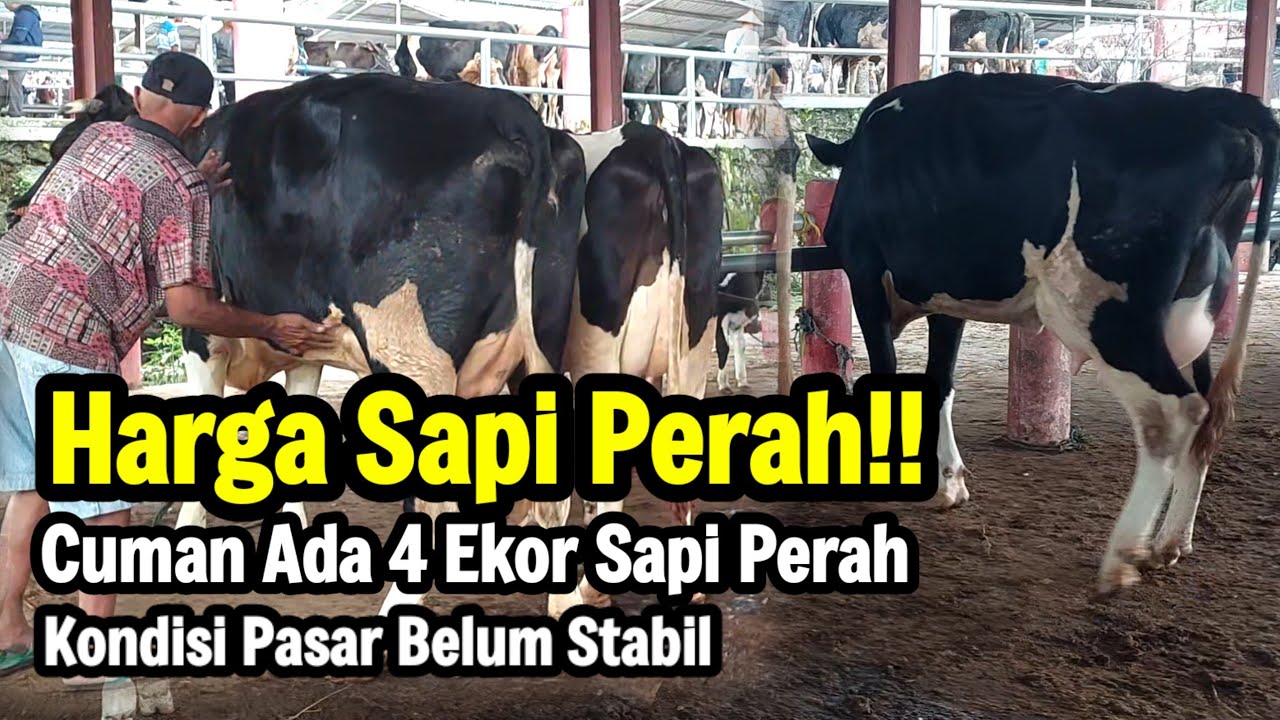 Harga Sapi Perah‼️Cuman Ada 4 Ekor Sapi Perah | Kondisi Pasar Masih ...