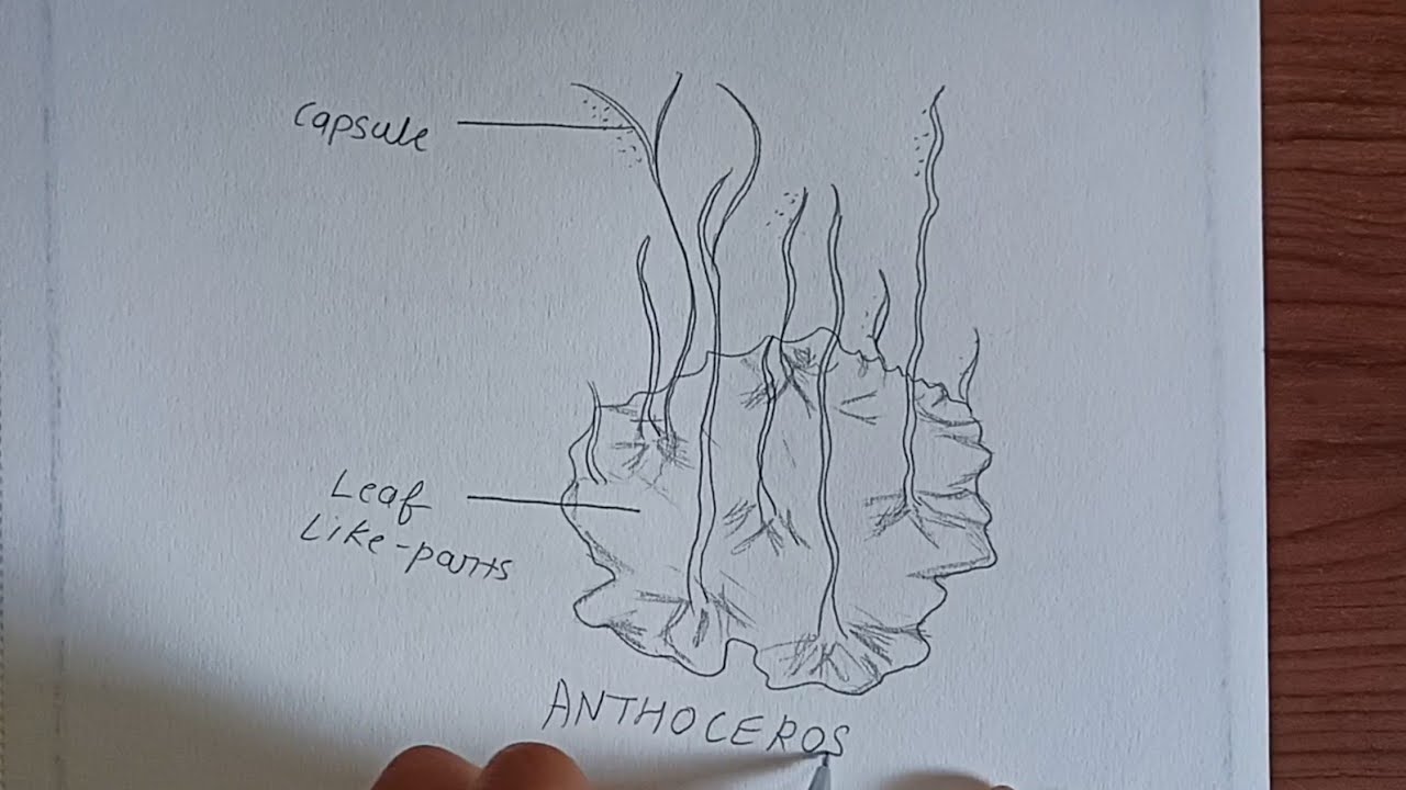 Anthoceros Diagram, plants of the bryophyta division, anthoceros ...