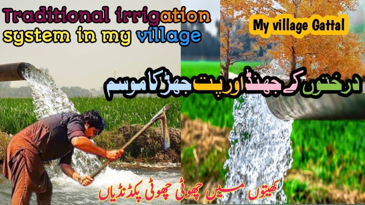 Traditional irrigation system in rural areas of Punjab || How much ...