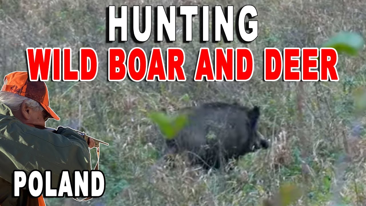 Wild boar hunting in Poland - Petites battues aux grands gibiers en ...