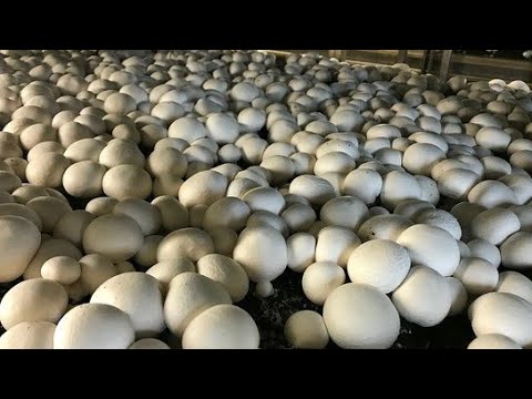 Button Mushroom Farm - YouTube