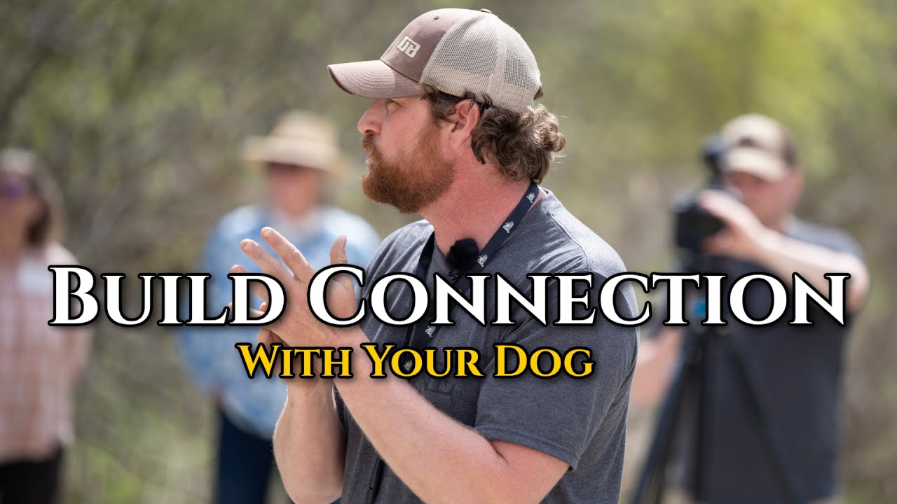 The Importance of Forming a Connection with Your Dog: The Shoulders ...