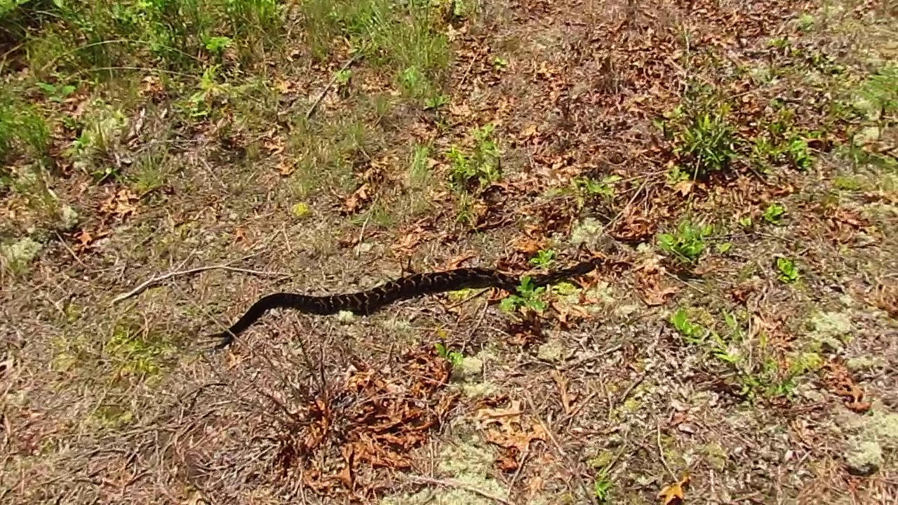 Timber Rattlesnake - YouTube