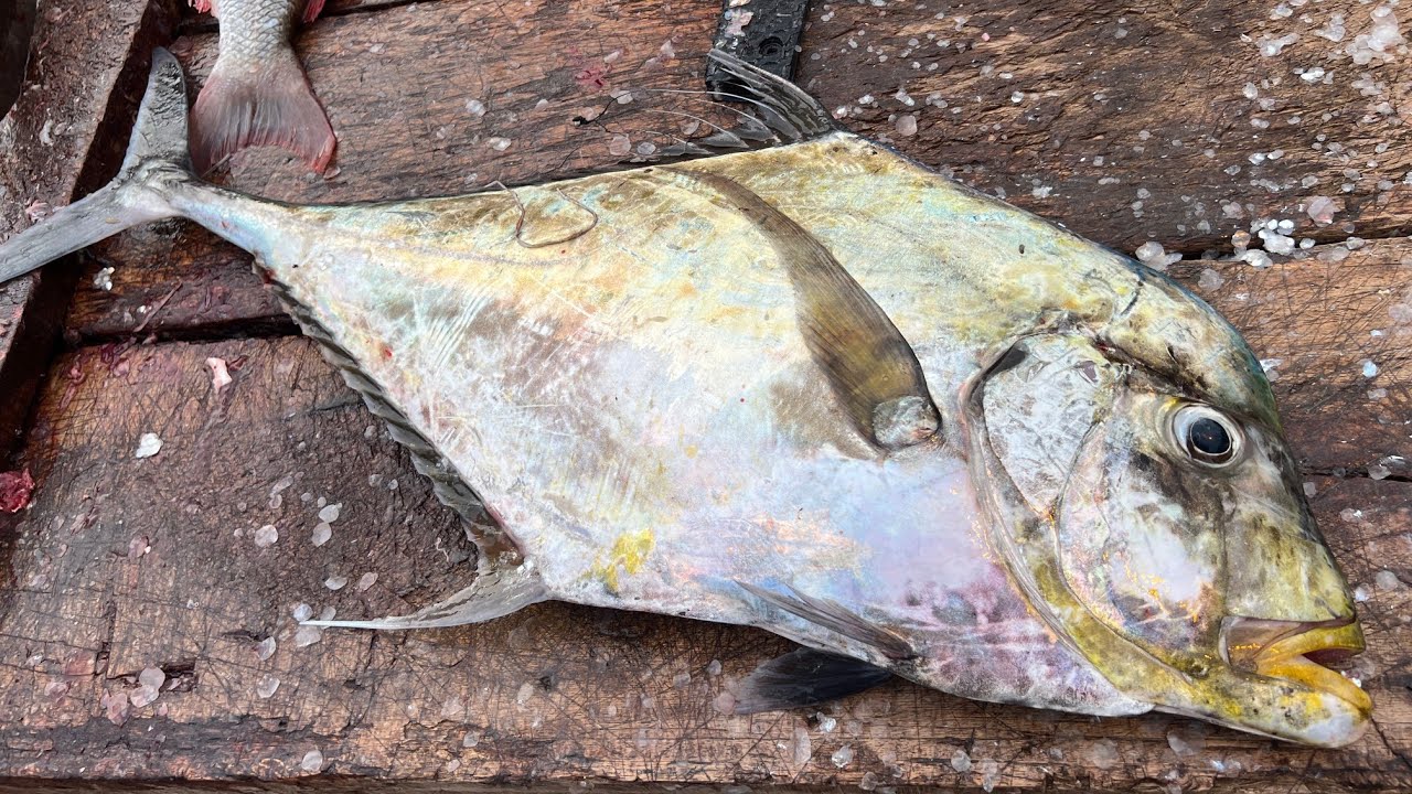 DIAMOND TREVALLY FISH CUTTING | DIAMOND TREVALLY FISH BREAKING INTO ...