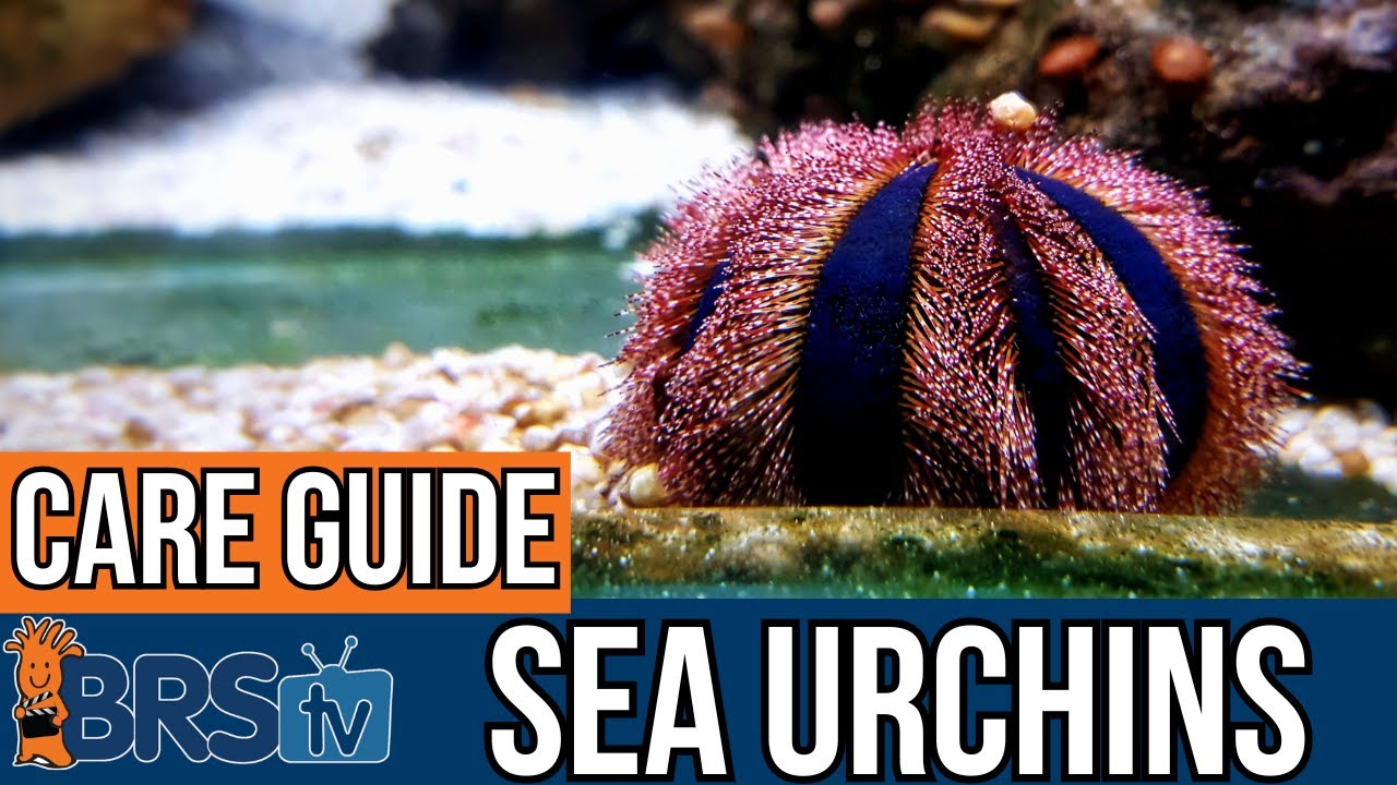 Care Tips for Keeping Urchins! - YouTube