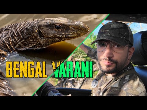 Devasa Kertenkele Bengal Varanı ile Karşılaştım!