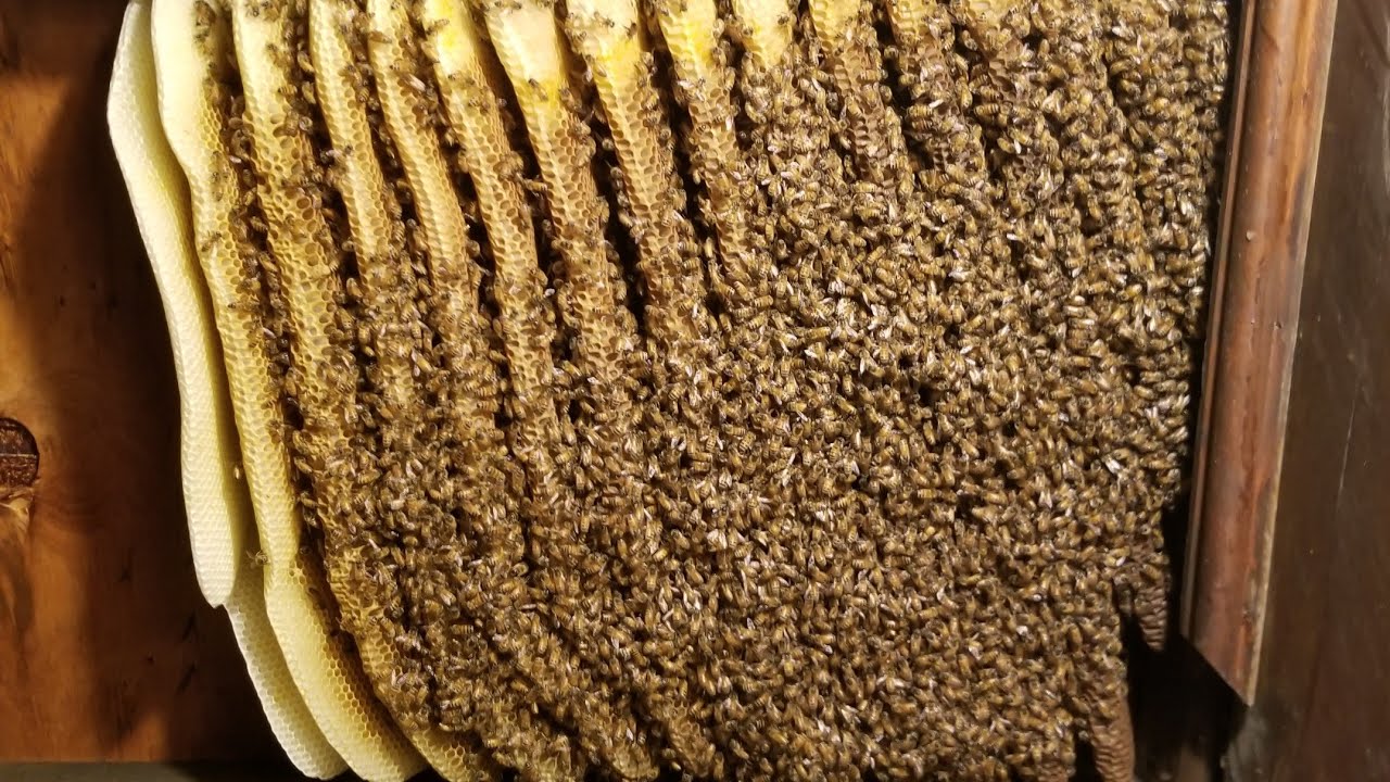 Honeybee Cutout - YouTube