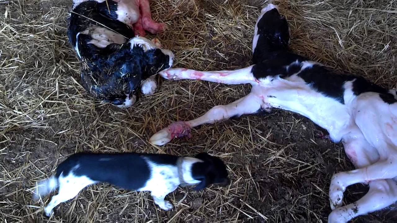 Dr Thome delivers twin breech calves - YouTube