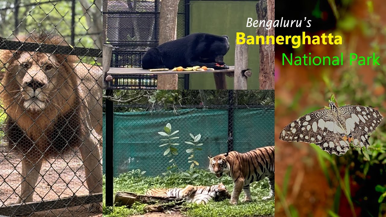 Bannerghatta National Park in Bangalore | Zoo | Butterfly Park - YouTube