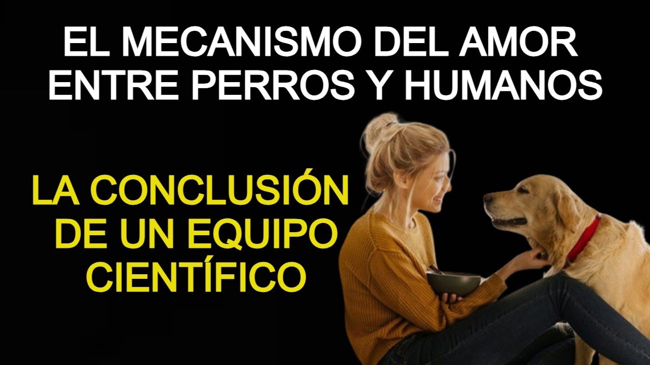 YA SABEMOS POR QUÉ EL AMOR, ENTRE PERROS Y HUMANOS CIENTÍFICAMENTE ...