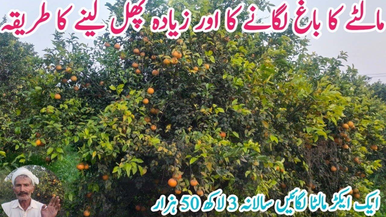 Orange Farming Business in Pakistan New Farming Orange Business plan ...