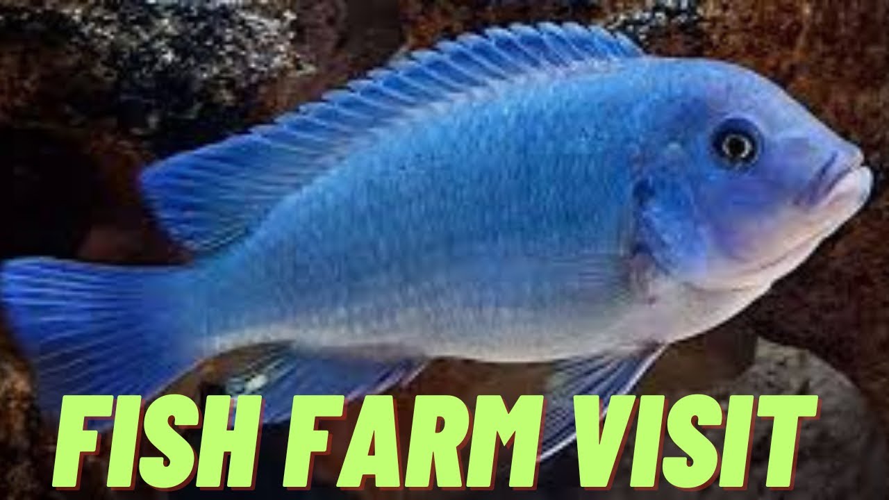 Iguana People go to a local fish farm to pick out some new fish for ...