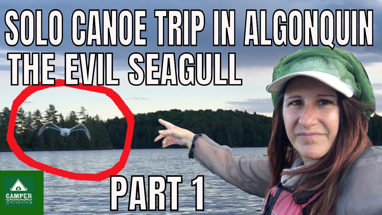 SOLO Canoe Trip in ALGONQUIN - Part 1- THE EVIL SEAGULL - YouTube