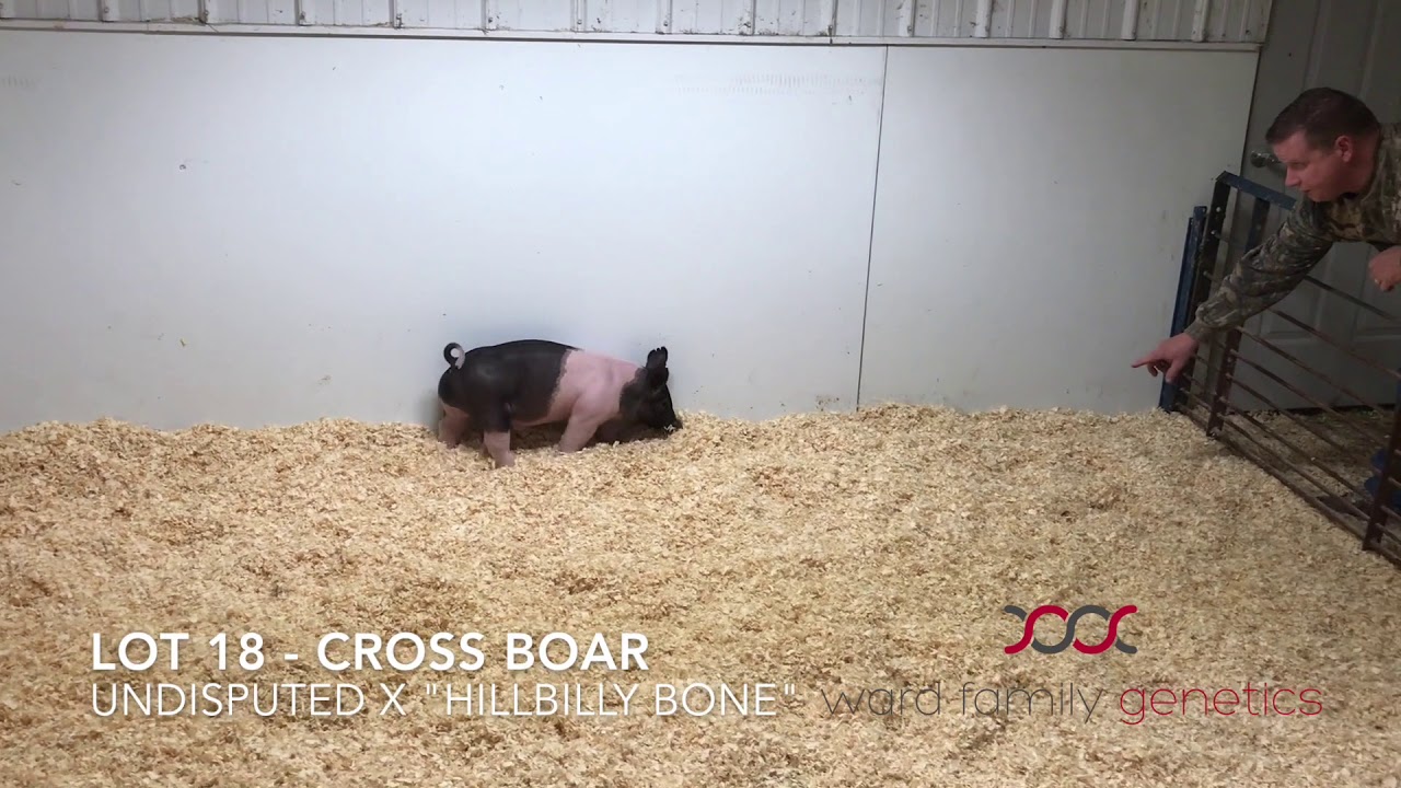 Lot 18 - Cross Boar - YouTube