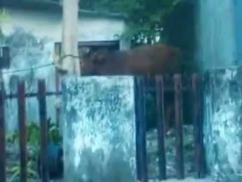 penampakan siluman monyet 1 - YouTube