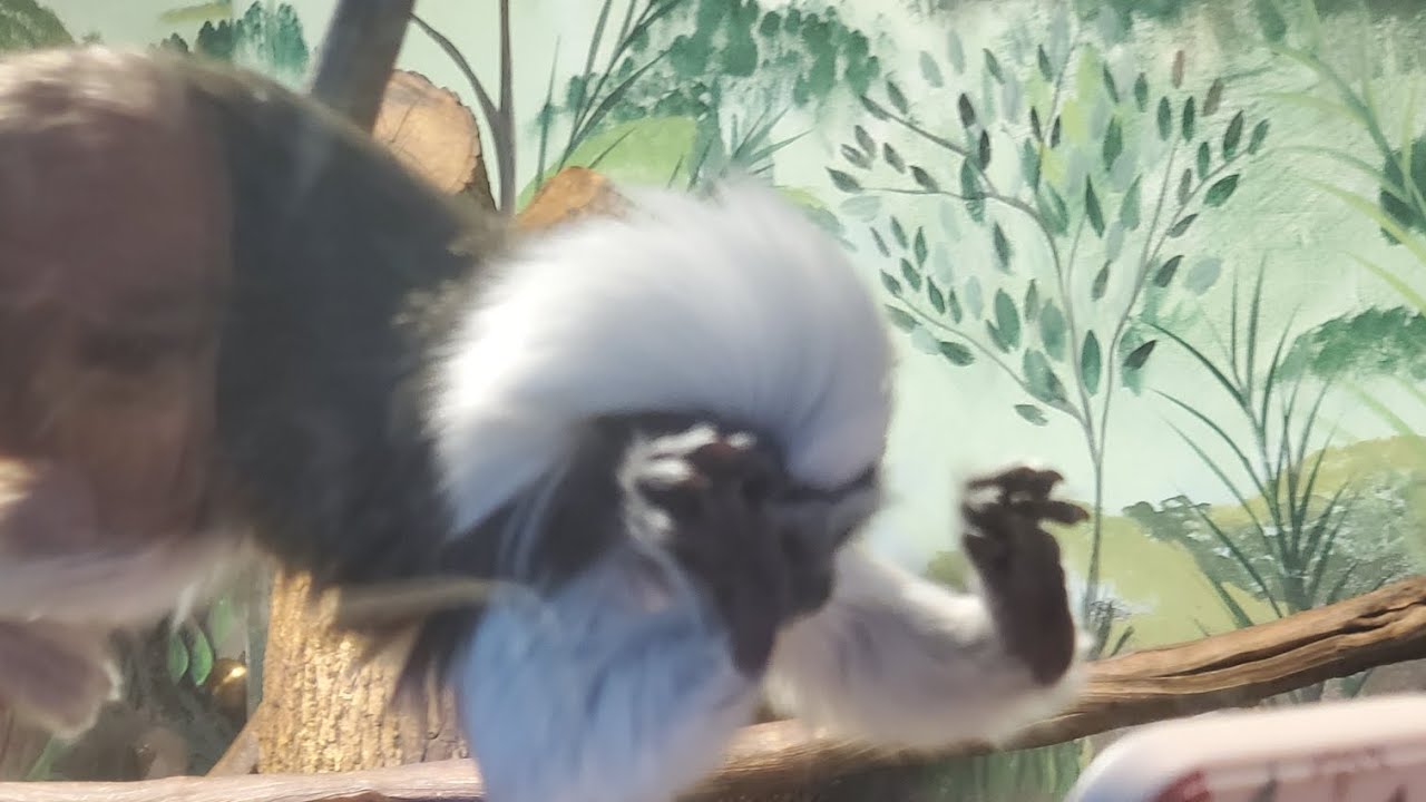 Talented tamarins, running red pandas, and an albino alligator! - YouTube