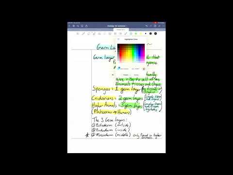 How Many Germ Layers Do Insects Have