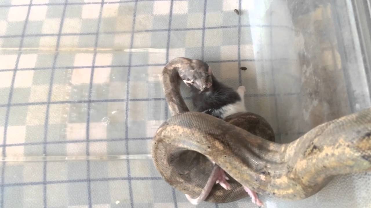 Hog Island Boa Feeding full video - YouTube