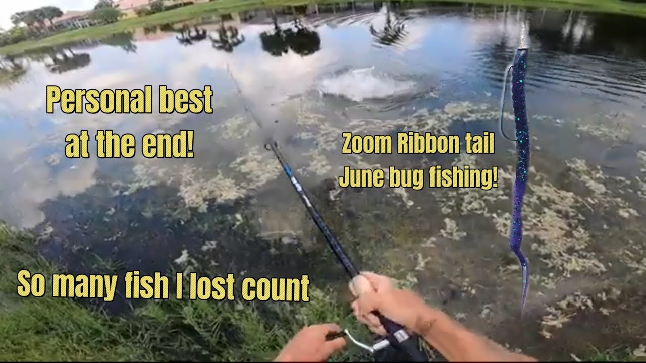 CHAOTIC LARGEMOUTH TRIP zoom June bug ribbon tail and stick worm ...
