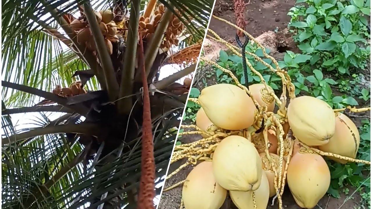 fastest cutting red tender coconut 😂😂 - YouTube