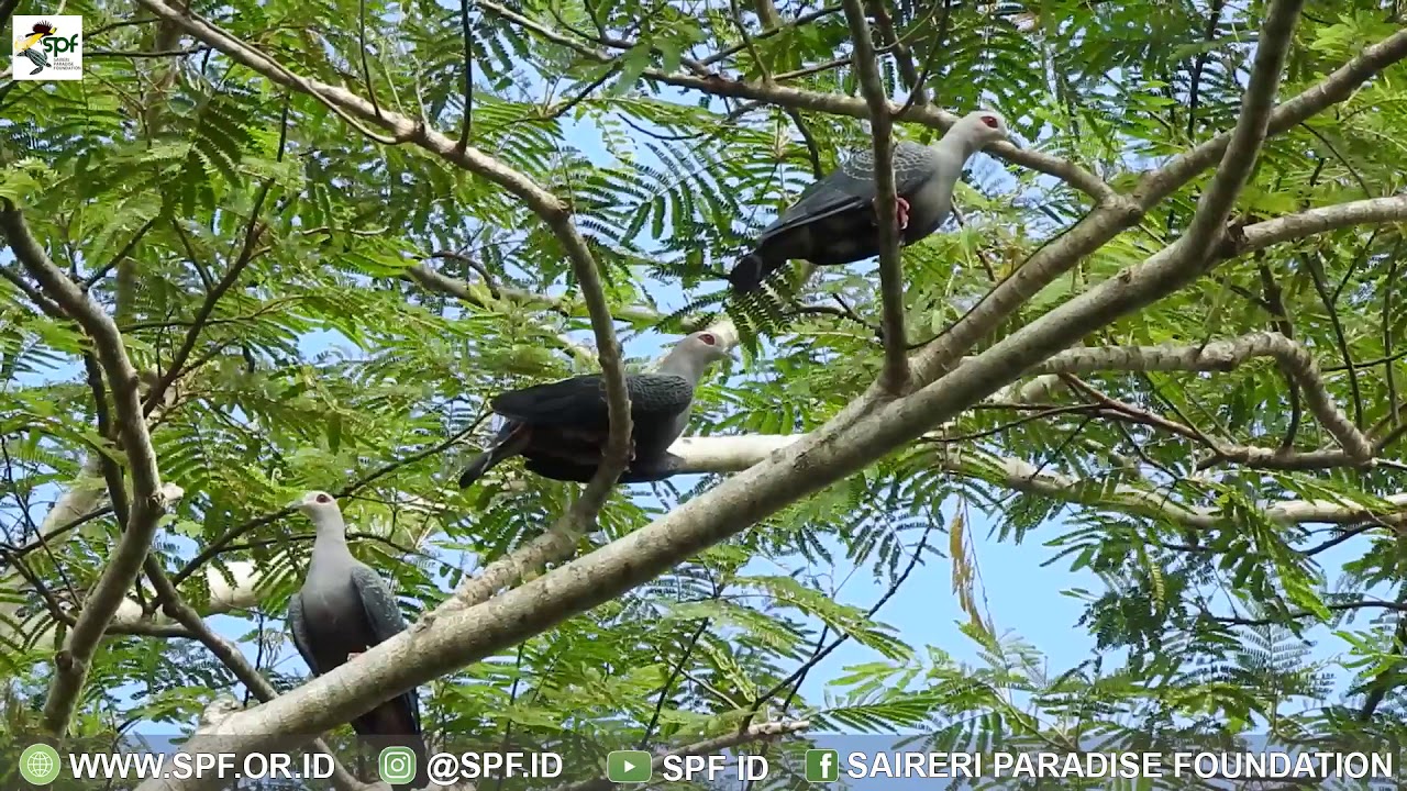 Ducula Pinon Pearching at Fabaceae - YouTube