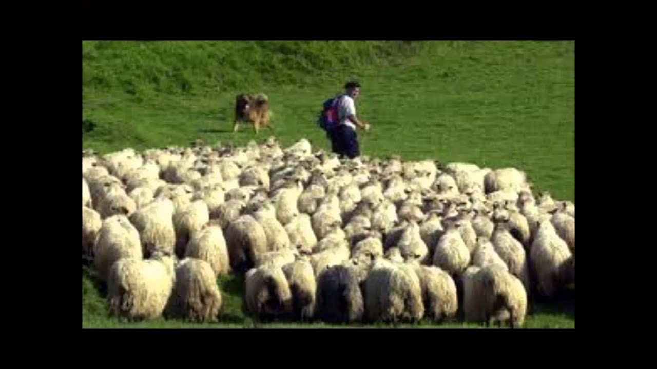 100 ovejas - YouTube