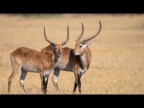 Lechwe: The Elegant Antelopes of Africa's Wetland