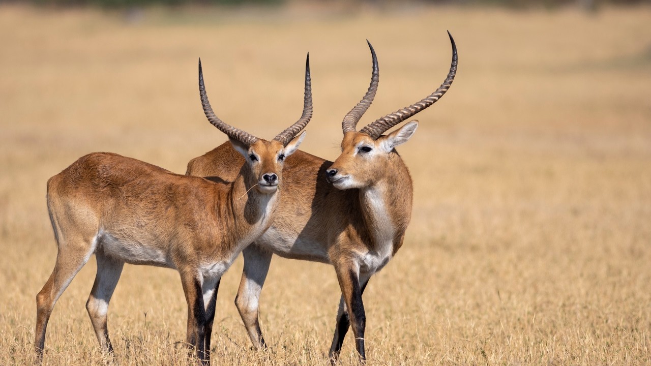 Lechwe: The Elegant Antelopes of Africa's Wetland - YouTube