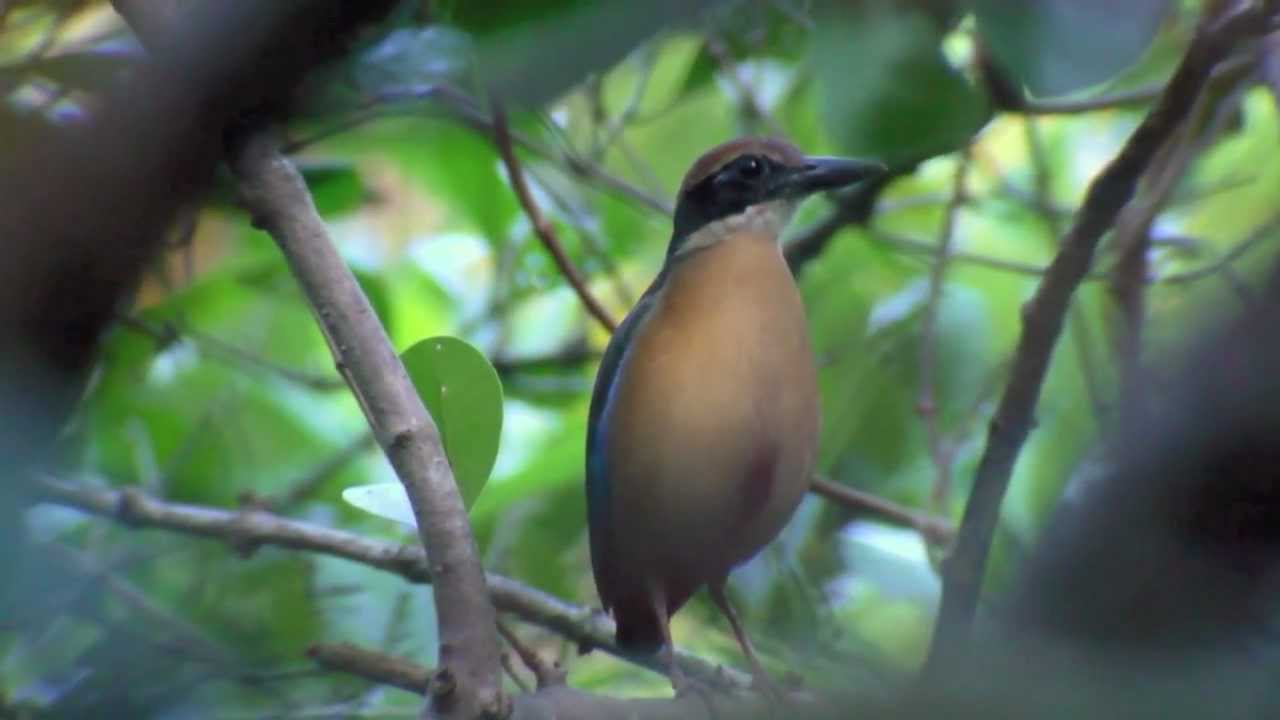 Mangrove Pitta (Pitta megarhyncha) - YouTube