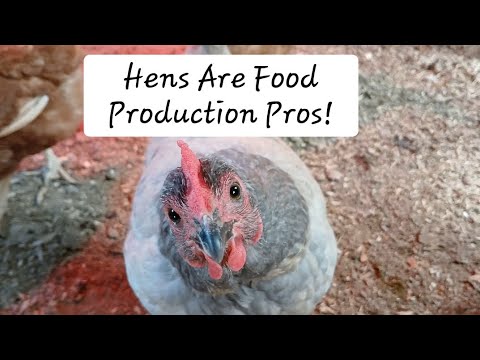 The Hens Are Food Production Pros...Take A Sunday Stroll Around Our ...