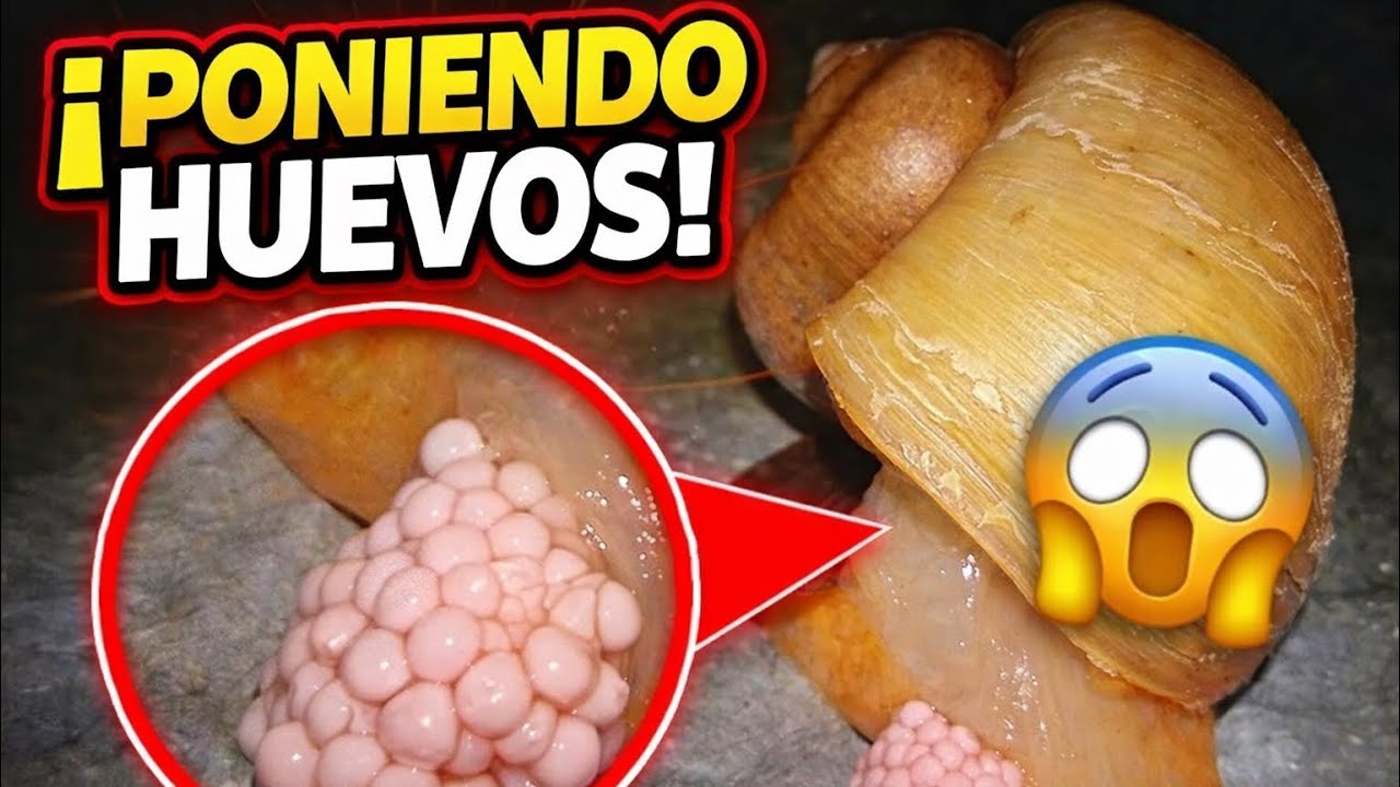 Huevos de *Caracol Manzana* Puesta en Estanque |Pomacea canaliculata ...