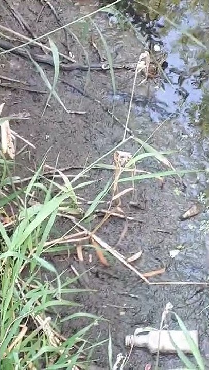 Уж поймал лягушку за лапу. - YouTube