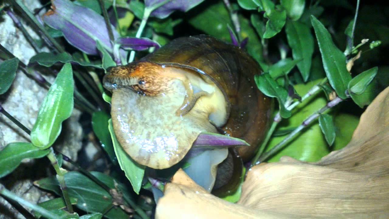 CARACOL MANZANA AMPULARIA (Pomacea sp.) - YouTube