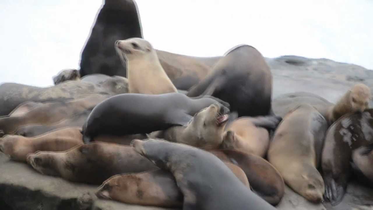 SEALS - YouTube