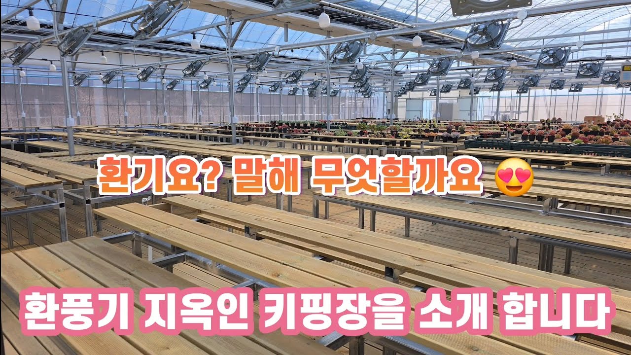 환기요 여기는 사방이 오픈돼고 천장도 오픈이 됩니다 계곡옆 시설좋은 다육이 키핑장 다육이 이쁜 모습만 보세요 키핑장 환기