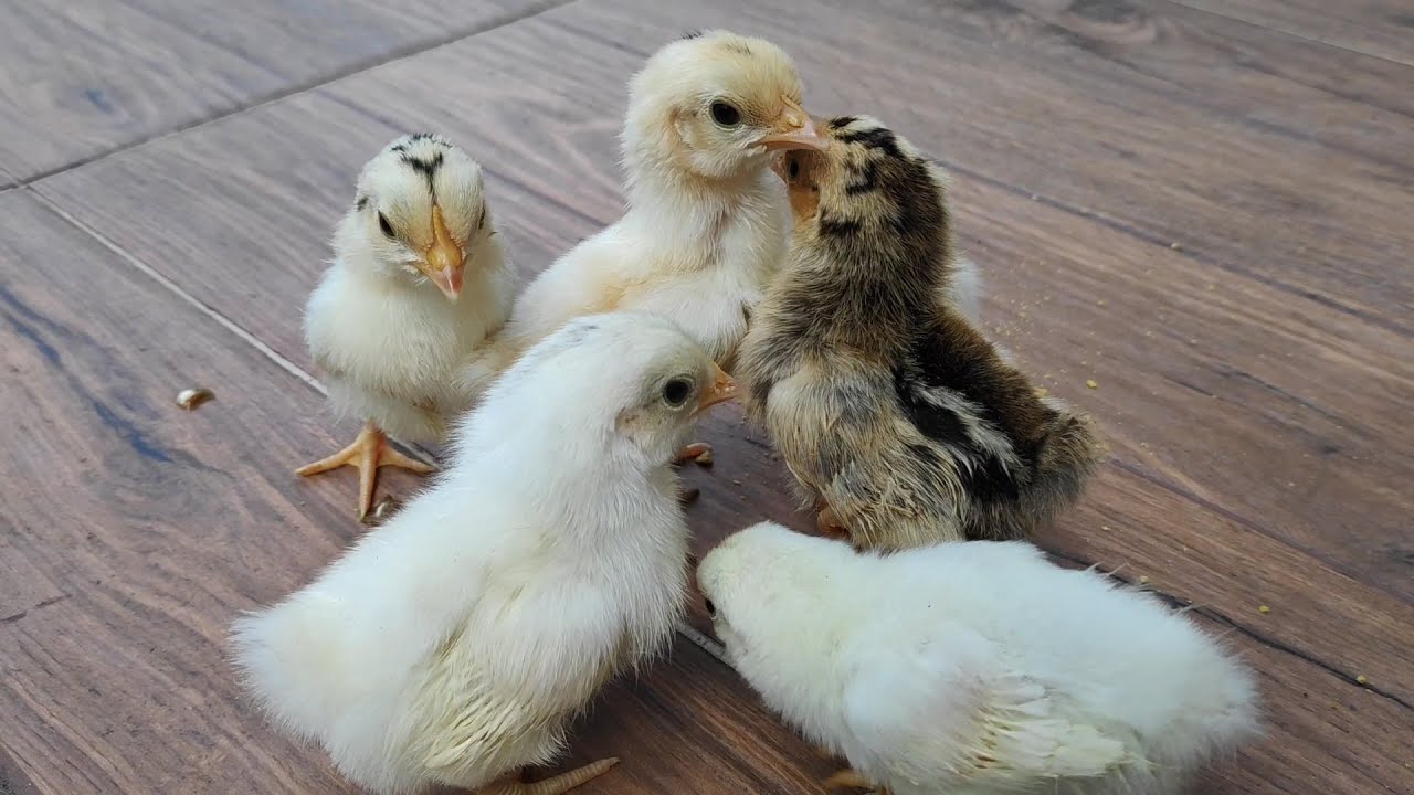 Cute baby chickens eating and playing together - funny baby chicks ...