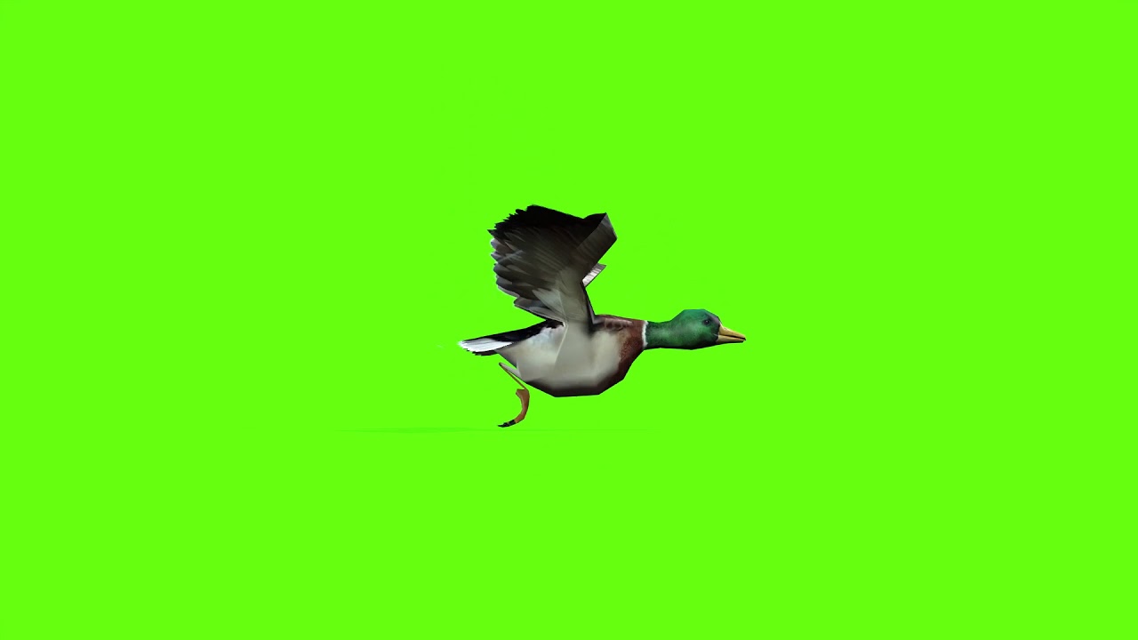 Green Screen Duck Animation | Wild Duck Green Screen Videos - YouTube