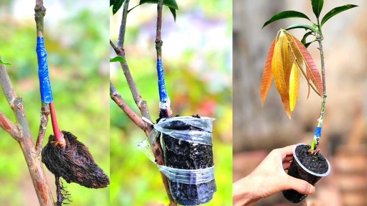 Mango Contact Grafting | mango stone contact grafting #grafting - YouTube