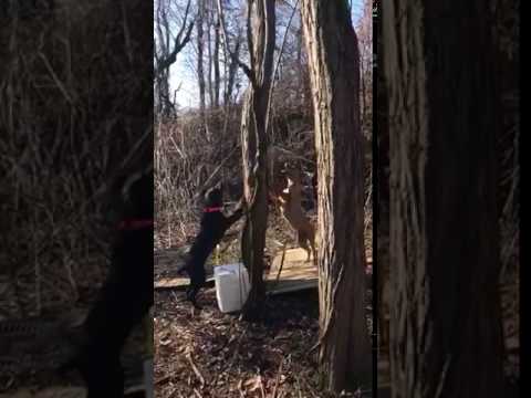 Messer's Barger feist - YouTube