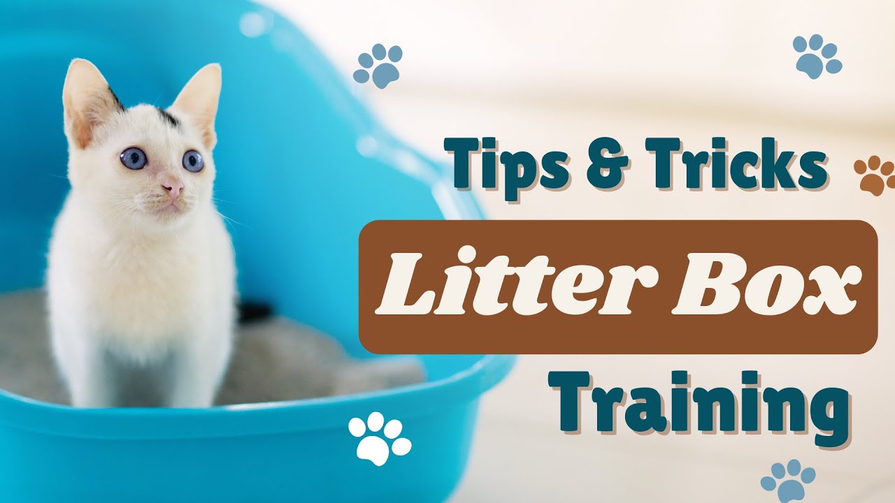Tips and Tricks for a Hassle-Free Litter Box Experience - YouTube