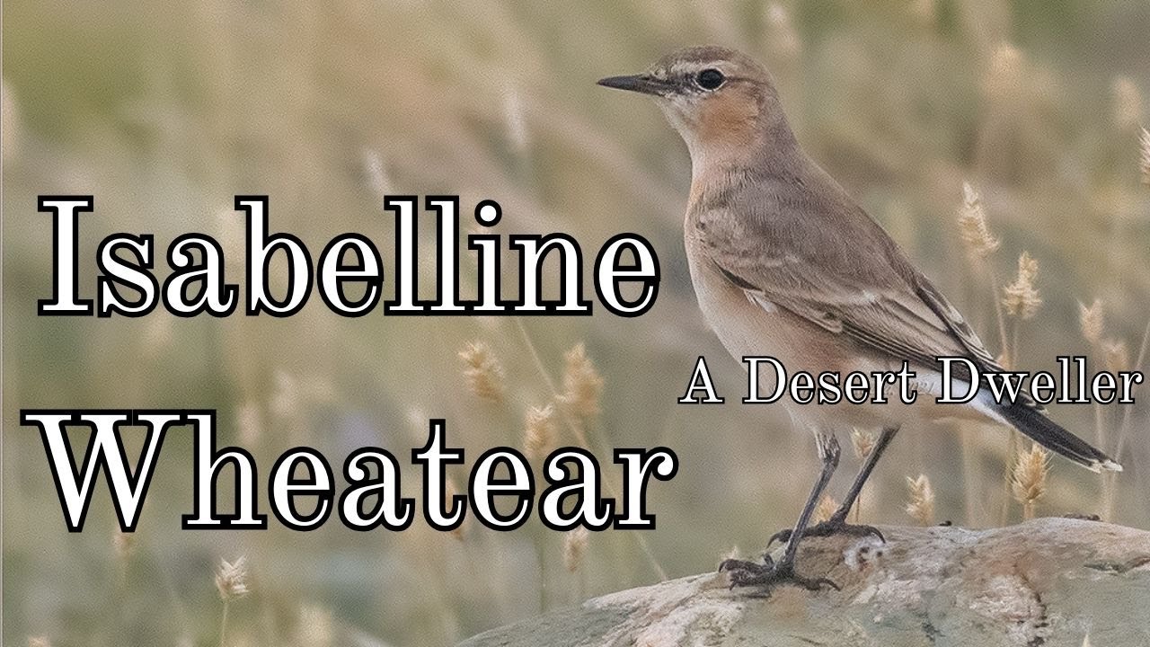 Isabelline Wheatear Female Bird : A Desert Dweller - YouTube