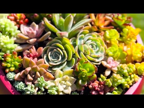 Succulent arrangement workshop ! - YouTube