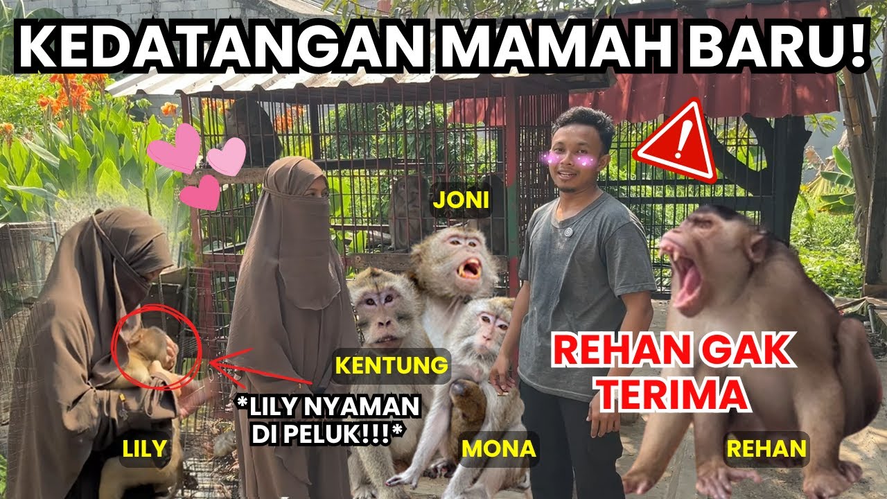 YEEEAY!!! AKHIRNYA KANDANG PRIMATA BEKASI PUNYA MAMAH BARU!!! - YouTube