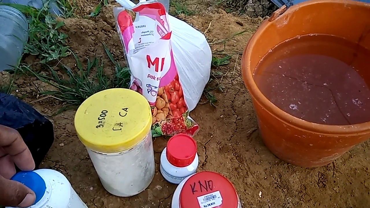 Bunga cabai pada rontok? Ini formula antirontok yg cespleng - YouTube