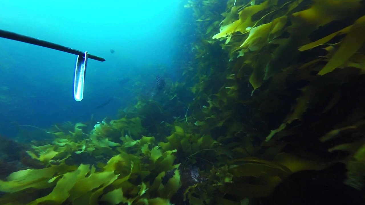 Wilsons Prom Spearfishing - YouTube