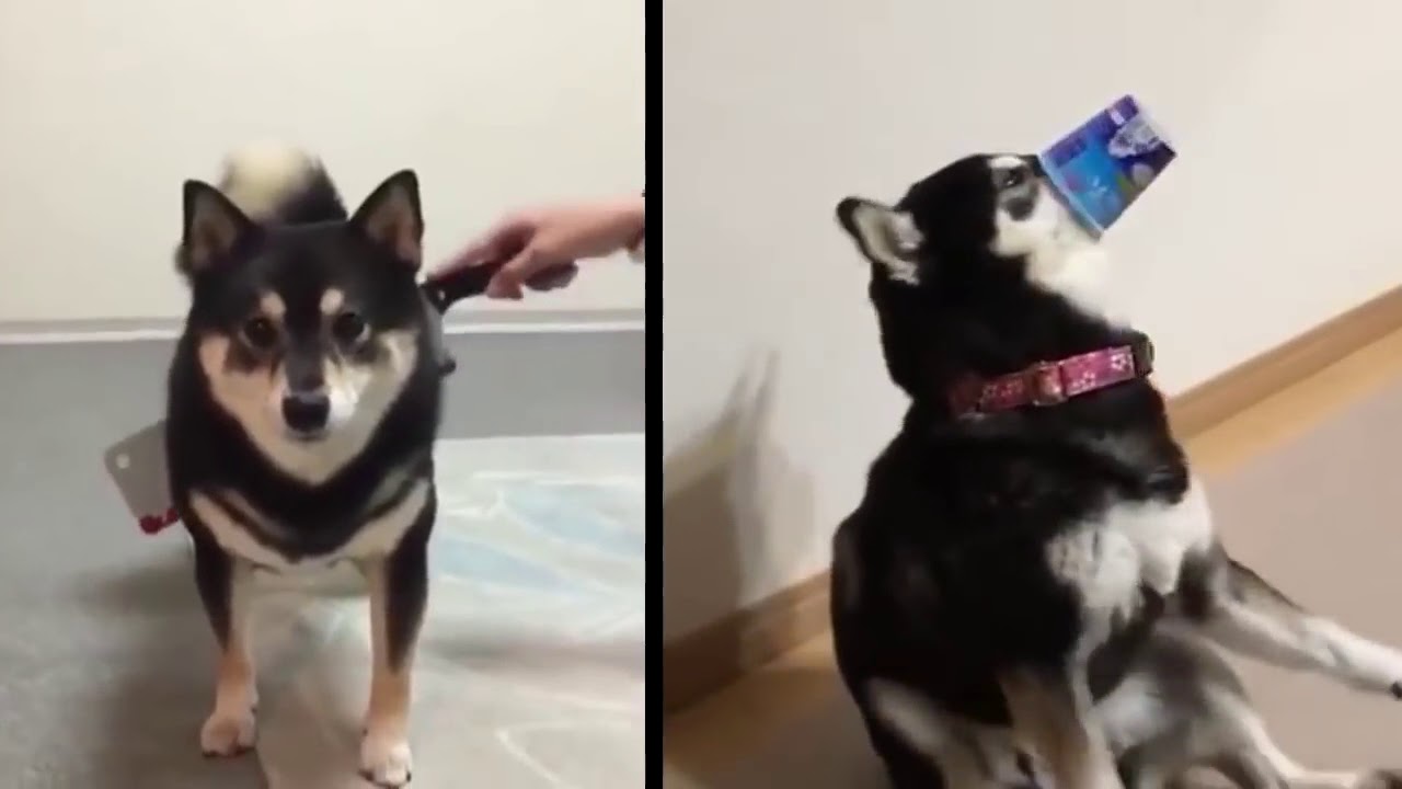 The doggo show (made by shibenation) - YouTube