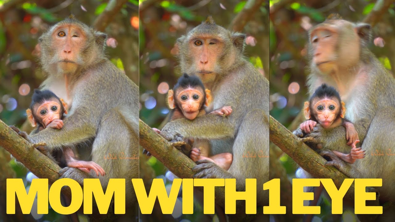 A mom with one eye and baby in the wild | Beautiful captured - YouTube